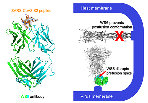 Understanding Antibodies with Broad Specificity May Lead to Better Coronavirus Vaccines ...